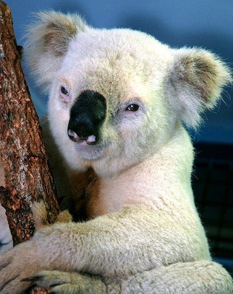 Meet Paleface, the Rare White Koala Bear Marsupial
