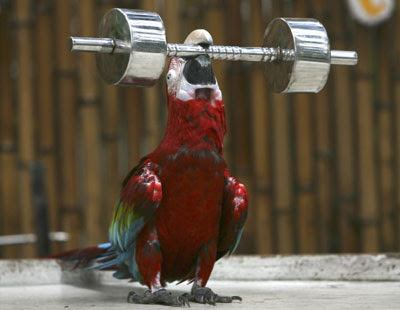 Muscular Parrot