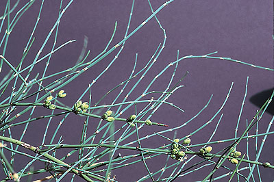 Zoroastrian Heritage: Zoroastrian Heritage and Healing