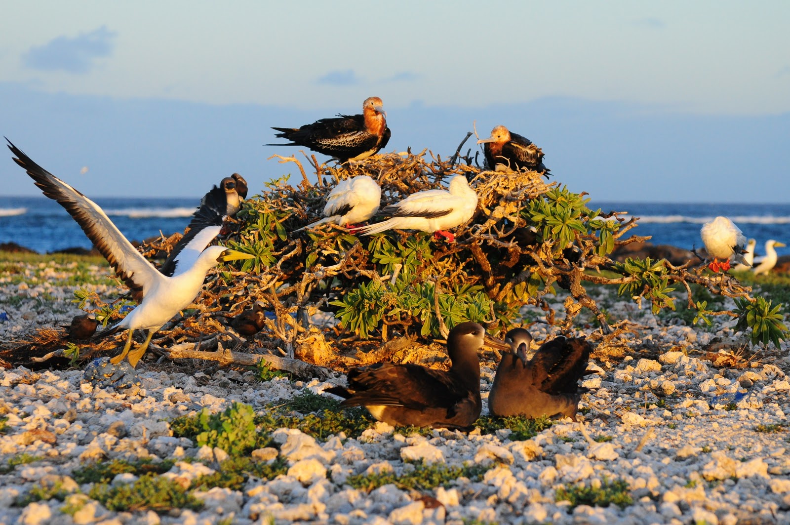 French Frigate Shoals (Kānemilohaʻi):Tern Island Blog: Volunteers on Tern