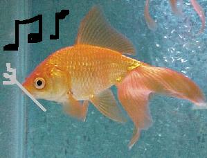 Bob, My Talking Goldfish