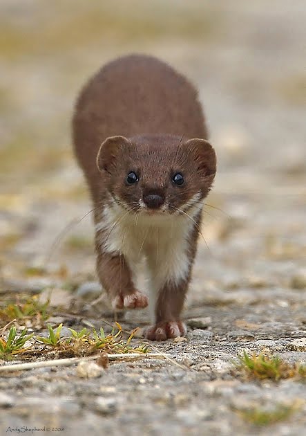 Andy Shepherd Wildlife Photography: Stoat's and Weasel's