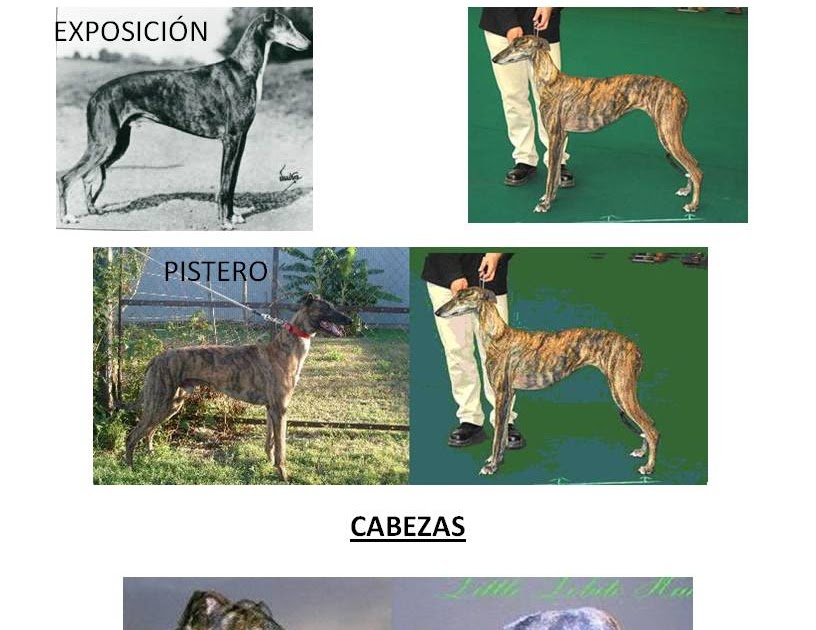 GALGOS DE CAMPO www.pasionporlosgalgos.com.ar: DIFERENCIAS ENTRE EL ...