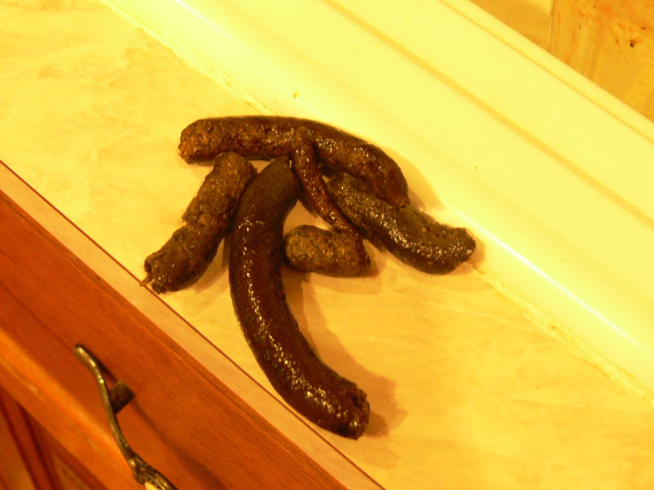 TAMANDUA World: Basic observations