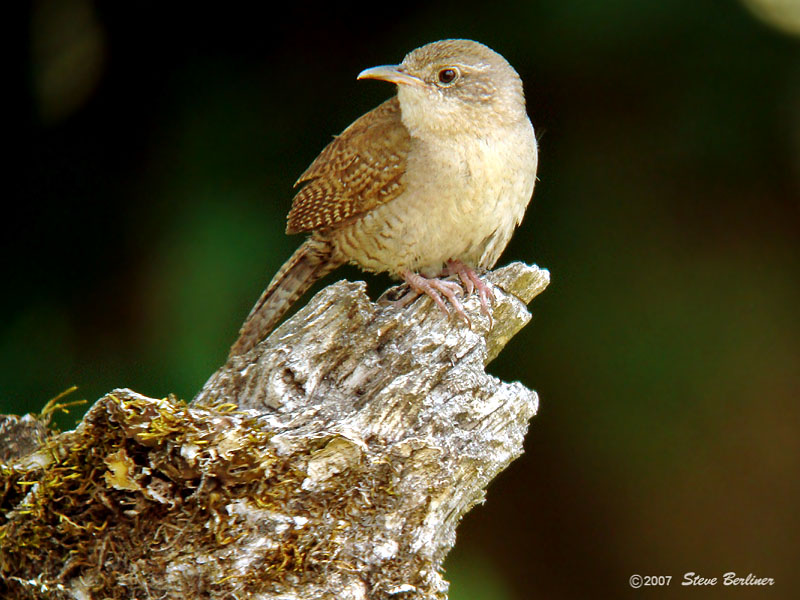 Road to Rhoads: House Wren and Eastern Phoebe