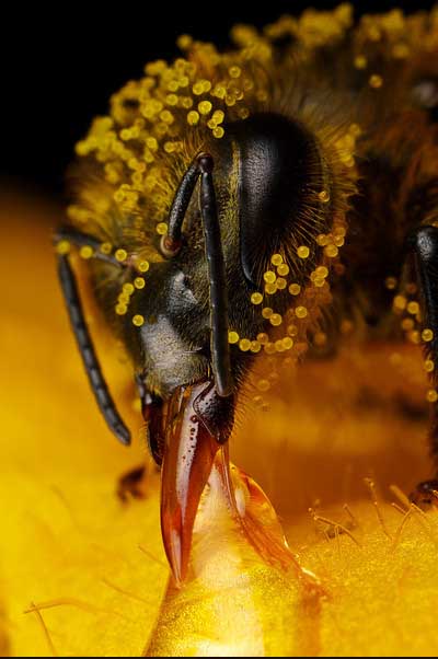 Digital Macro Insect Photography : 67 Images From Master Macro ...