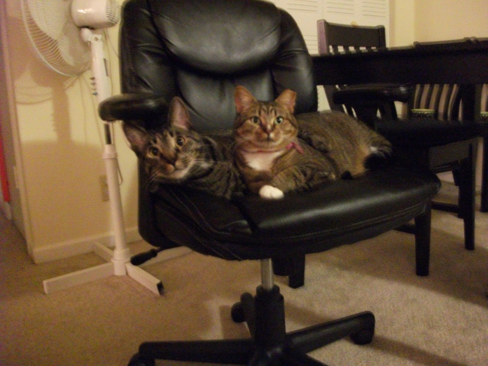 West Side Wampus Cats: Welcome Wampus Cats!