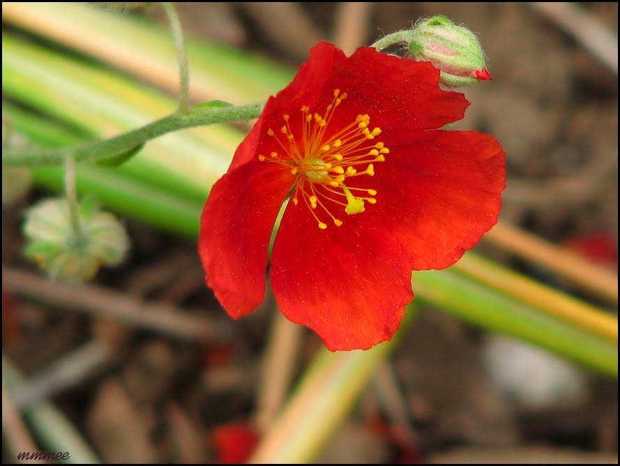 My Garden: Gardening in Summer