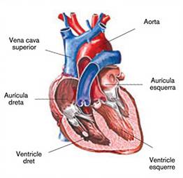 BLOG DE CIÈNCIES DEL IES BOTÀNIC CAVANILLES: ANATOMIA DEL COR
