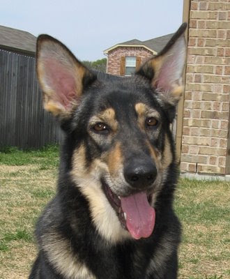 Sparta ISSA Shiloh Shepherds