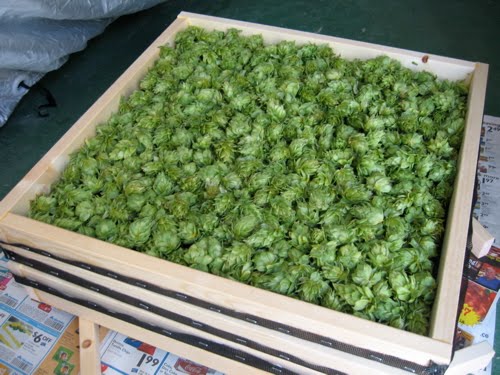 Chillindamos Homebrewing: Dehydrating-damos Hop Oast