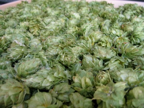 Chillindamos Homebrewing: Dehydrating-damos Hop Oast
