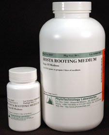 TISSUE CULTURE AND ORCHIDOLOGI: MACAM-MACAM MEDIA PRODUCT PHYTOTECH