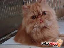 Pet Animals: Persia Pignose