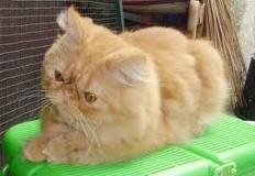 Pet Animals: Persia Pignose