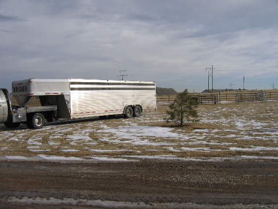Royal Ranch- Green from the "Bottom" Up!: Montana Llama Rescue 2011!