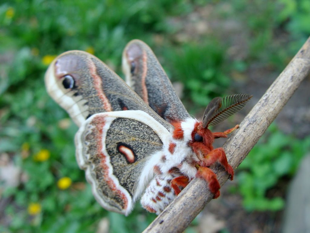 Mycologista: Cecropia moth
