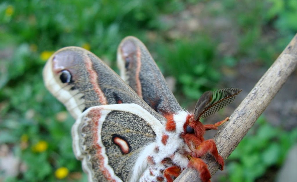 Mycologista: Cecropia moth