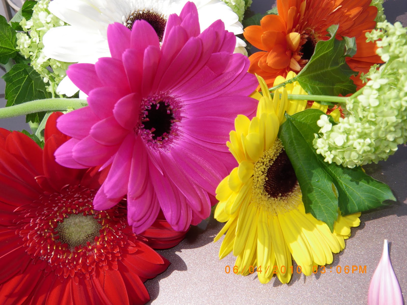 The Story of Quik Pik Flowers: Check out the Gerbera Daisy Colors