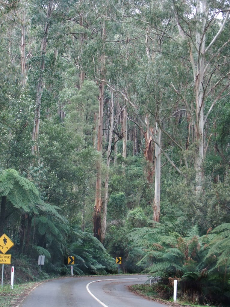 EVELYN: Sightseeing @ Mount Donna Buang