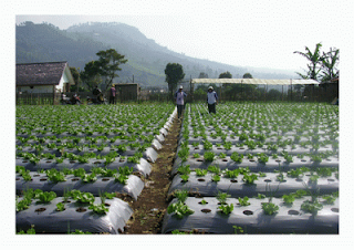 Holtikultura: PENGELOLAAN HORTIKULTURA YANG BERKELANJUTAN