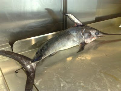 Fish and fishing in Greece: Swordfish - Greek