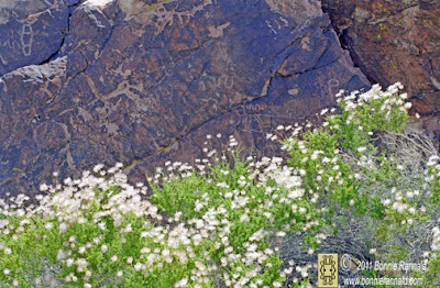 Bonnie Rannald's Photo-Explorations in focus with nature. : Red Rock's ...