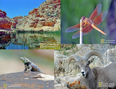 Bonnie Rannald's Photo-Explorations in focus with nature. : Red Rock's ...