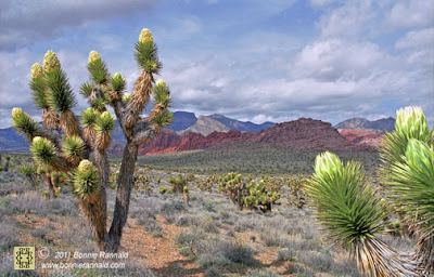 Bonnie Rannald's Photo-Explorations in focus with nature. : Red Rock's ...