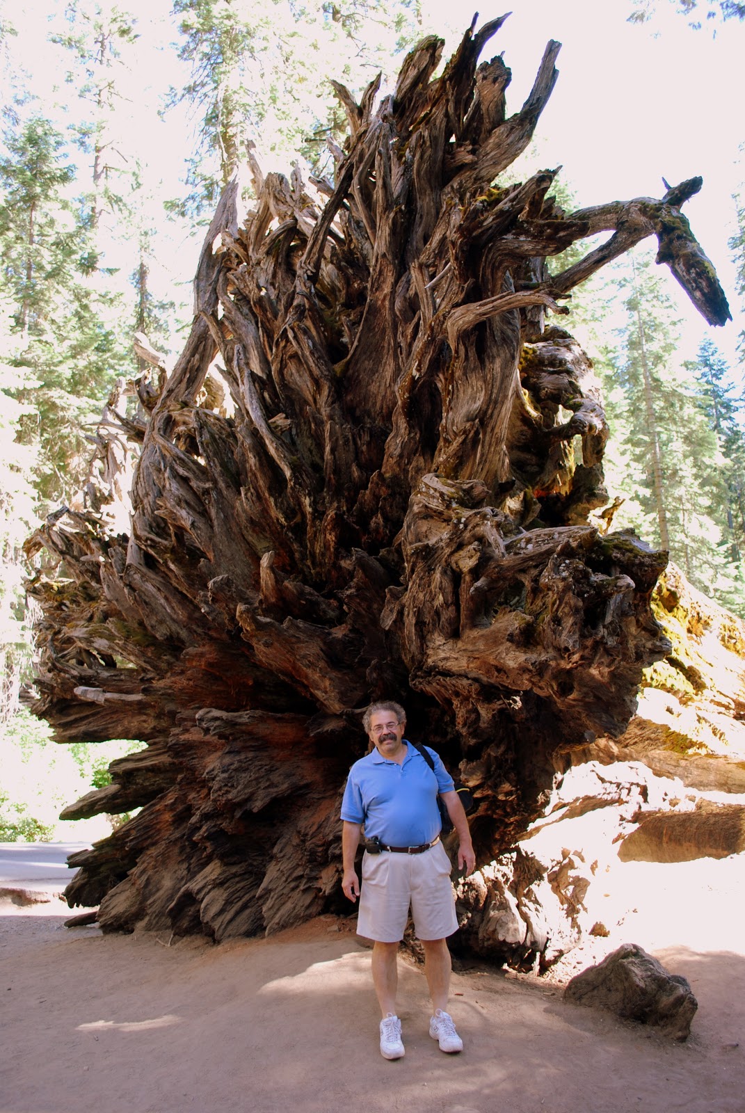 Mille Fiori Favoriti: Mariposa Grove of Giant Sequoias in Yosemite ...