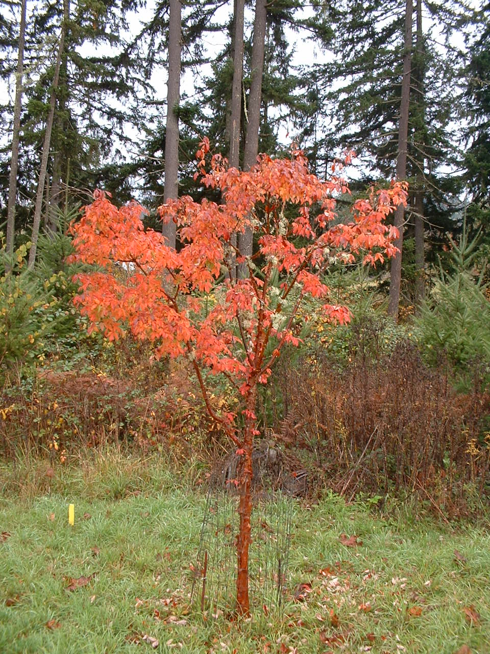 Four Hills of Squash: The Paperbark Maple