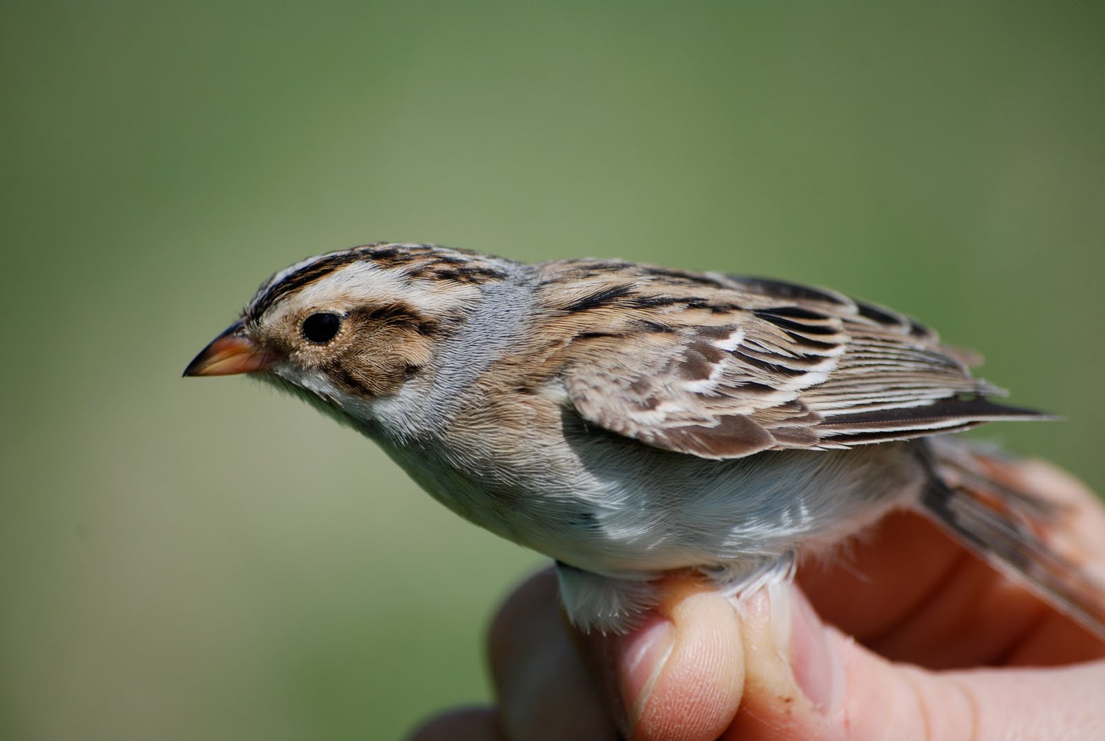 Images About Sparrows