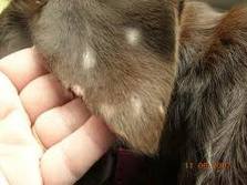 ABOUT BRENDA & HER FLUFFIES: What is Mange