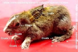 ABOUT BRENDA & HER FLUFFIES: What is Mange