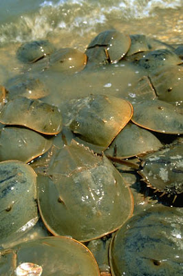 Les LIMULES ~ MERveille-NATure