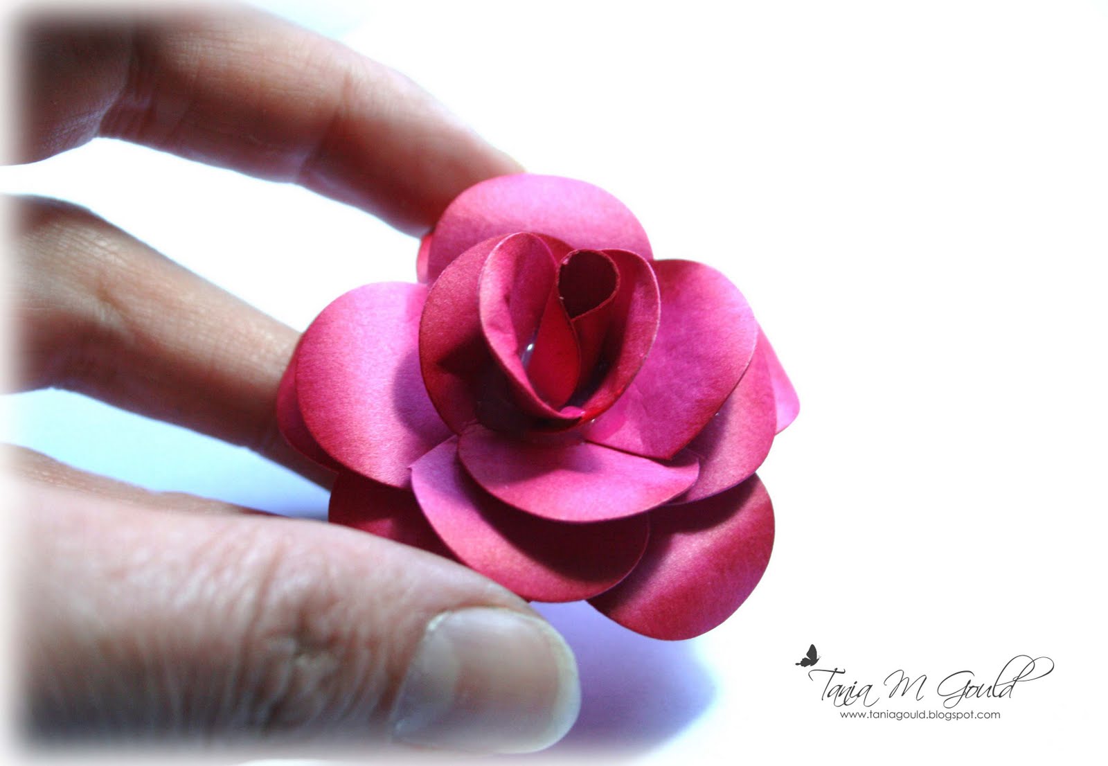 Tania M. Gould: Paper Rose Tutorial