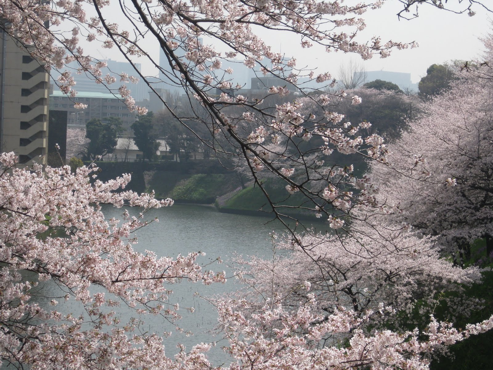 Elisa no Blog: Sakurá, flores de cerejeira, cherry blossoms