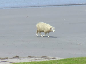 Pukekó Kaka: Szigetek delfines öble