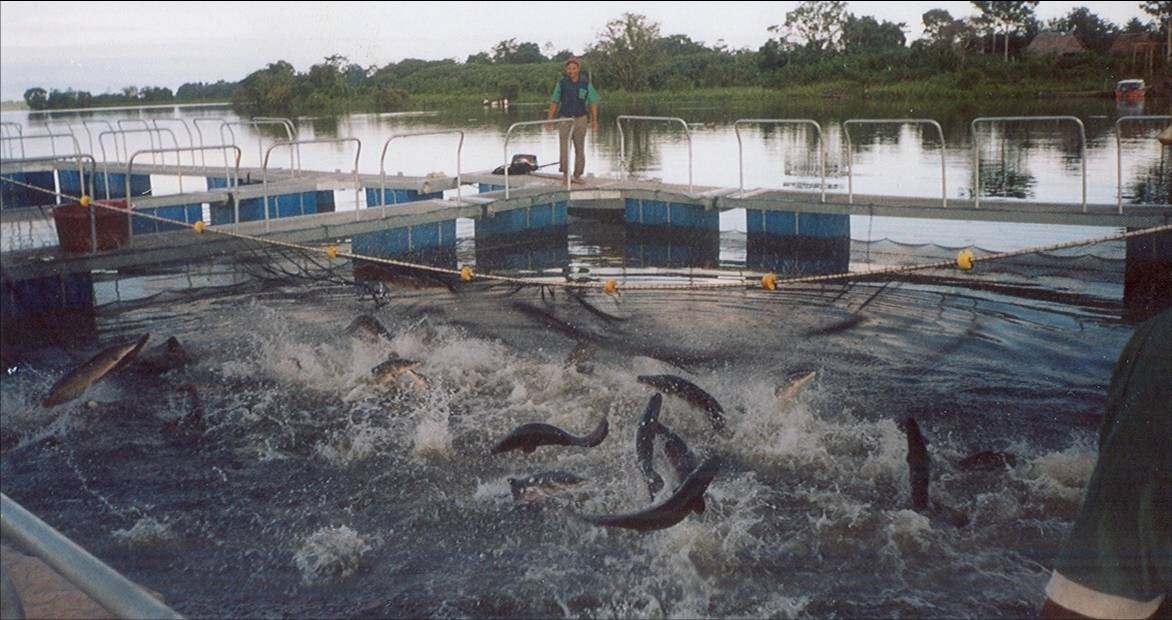 Sistemas de Producción Acuícola: Sistemas de Producción Acuícola