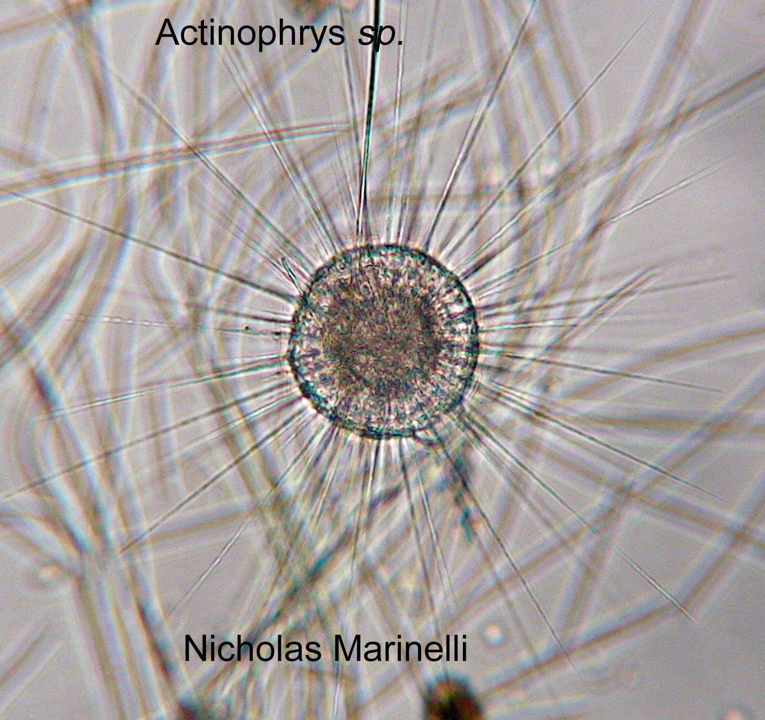 Bio 111 Lab: observation four 11/03/2010