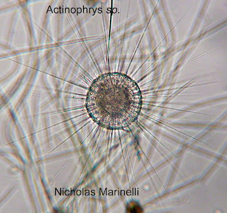 Bio 111 Lab: observation four 11/03/2010