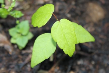 Fold, Fallow and Plough: Weed Catalog