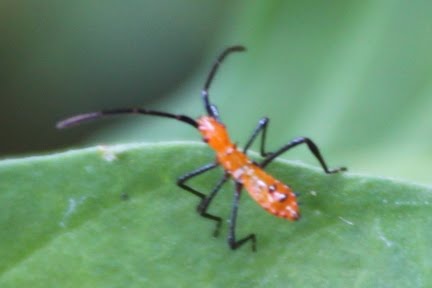 Fold, Fallow and Plough: Leaf-Footed Bugs - The Babies