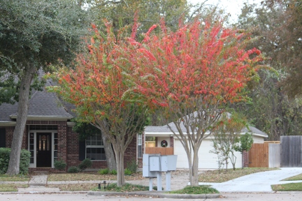 Fold, Fallow and Plough: Crape Myrtles Treat Us To Fall Color