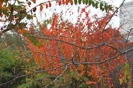 Fold, Fallow and Plough: Crape Myrtles Treat Us To Fall Color