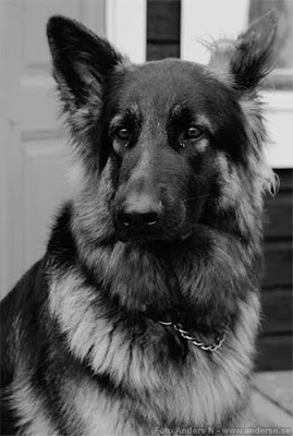 Foto Anders N: A distinguished gentledog