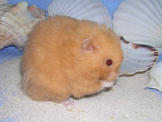 Le Grand Livre du Hamster: Syrien honey black angora