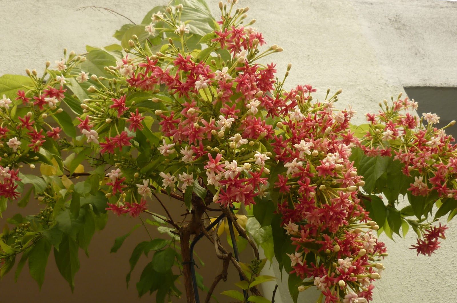 My Little Potted Garden: Rangoon Creeper