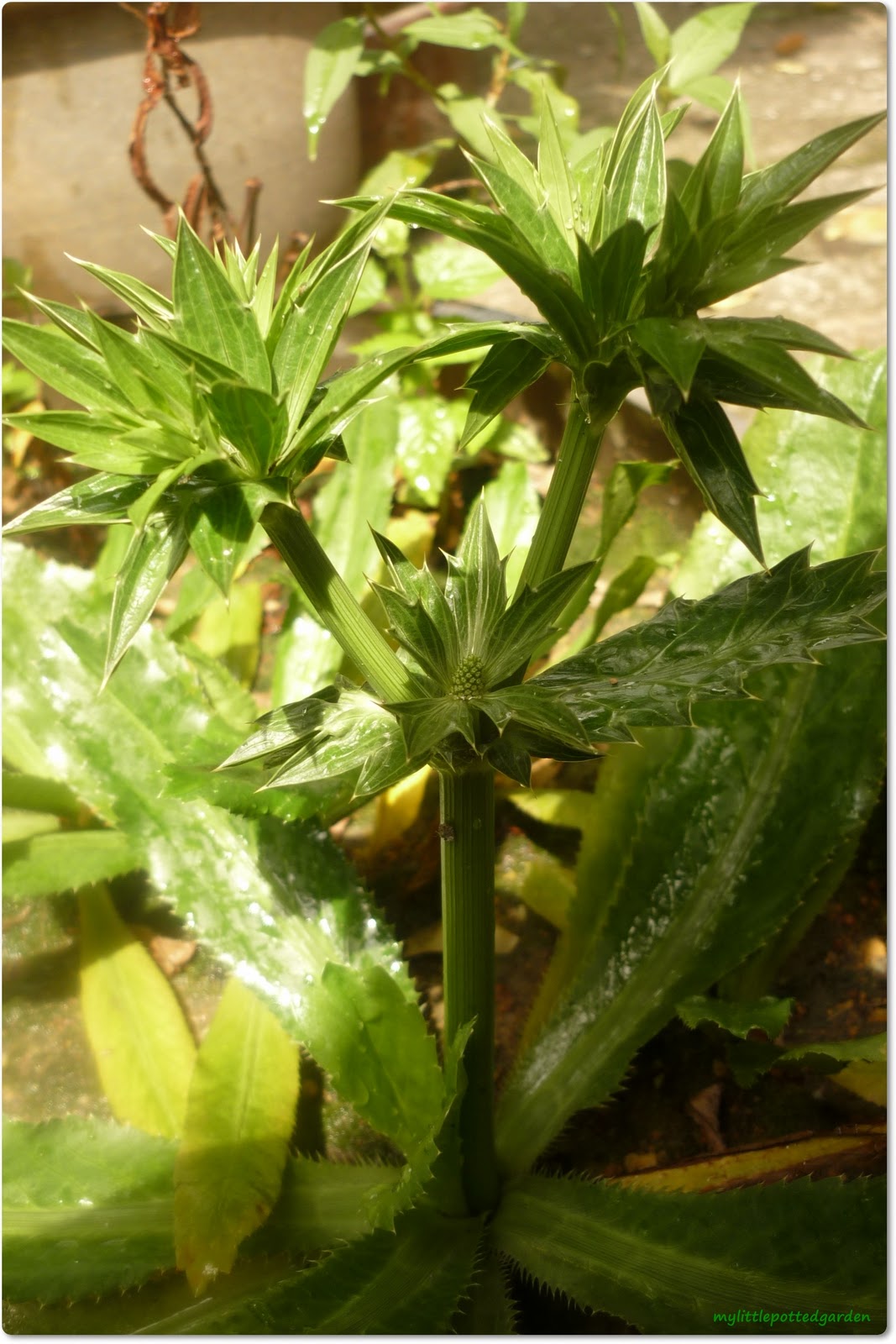 My Little Potted Garden: Sawtooth Coriander Seeds