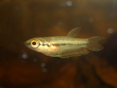 Wildbetta: Hunt for Betta Tomi